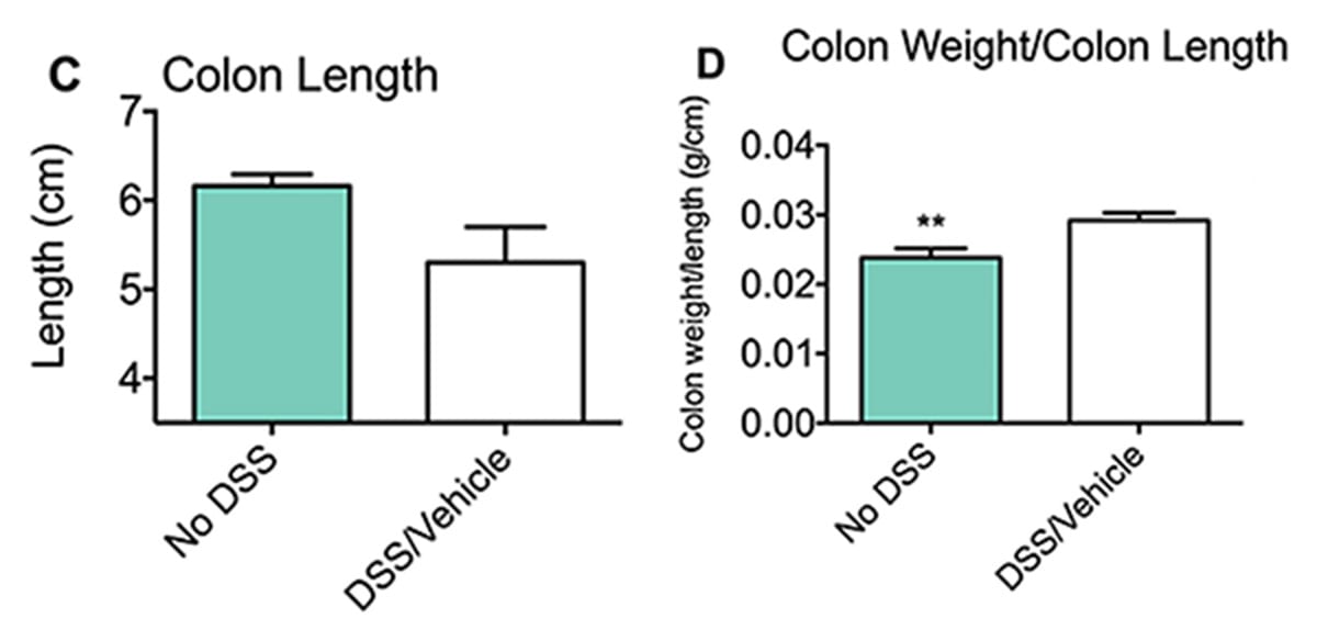DSS Induced Colitis Mouse Model | Melior