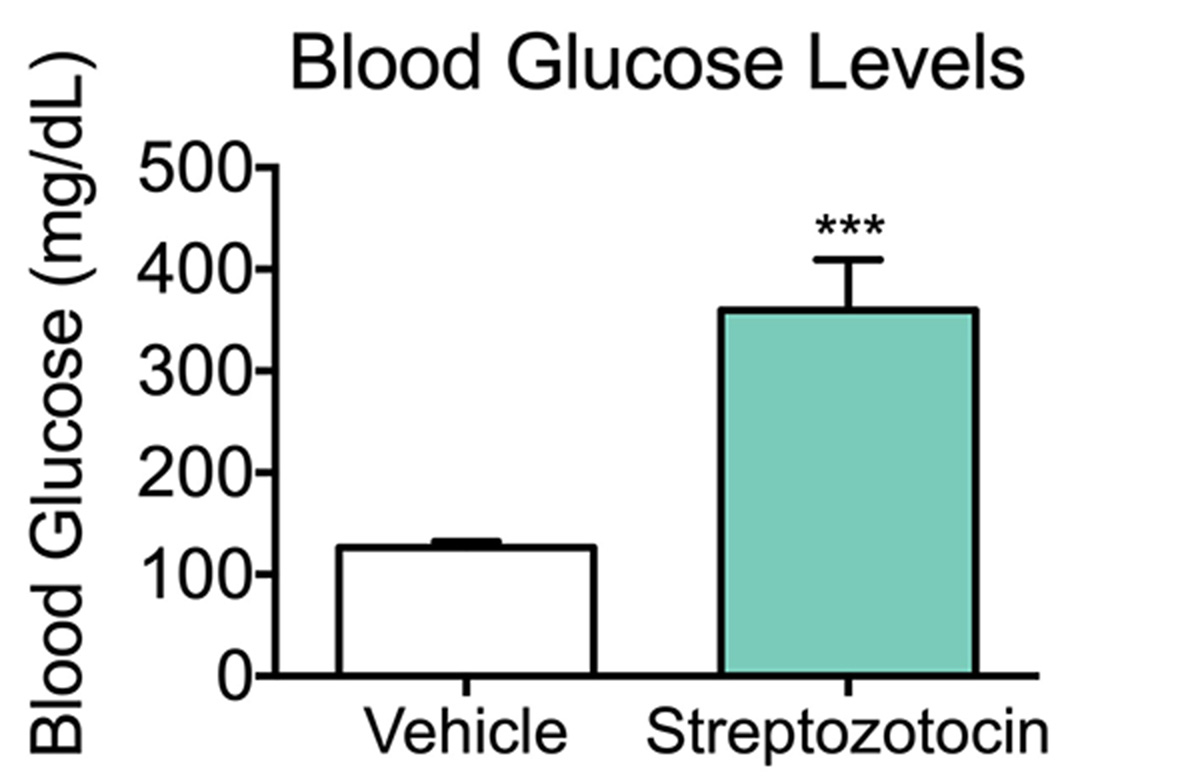 Streptozotocin Diabetes Model | Melior Discovery