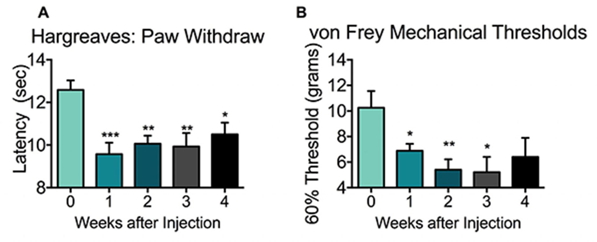 Streptozotocin (STZ)-Induced Diabetic Rat & Mice Models | Melior